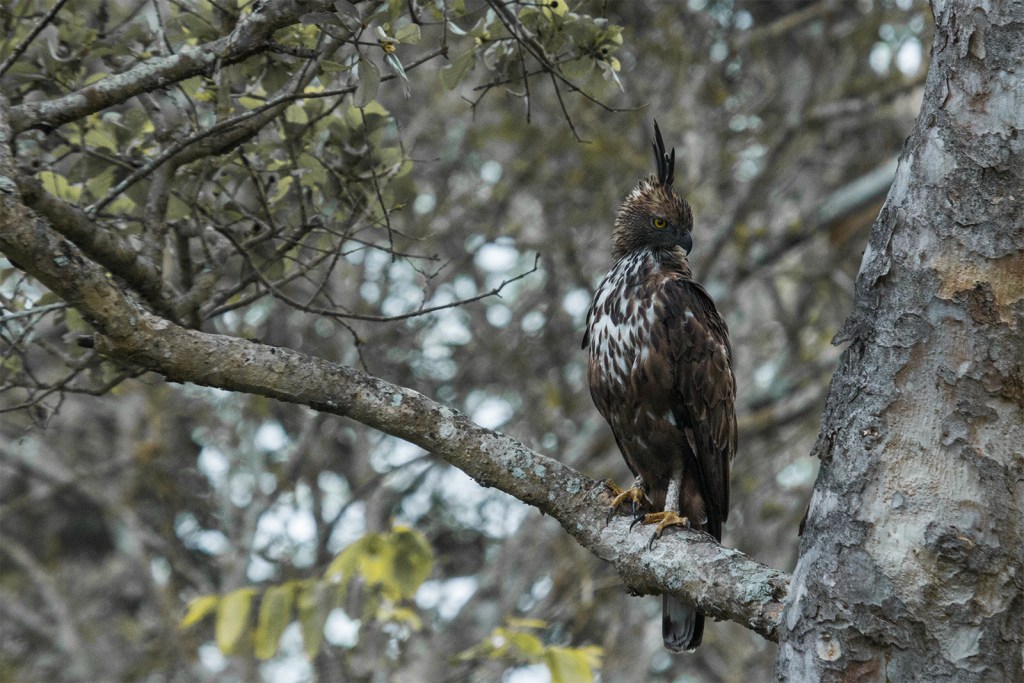 Birds – Sundar G Photography